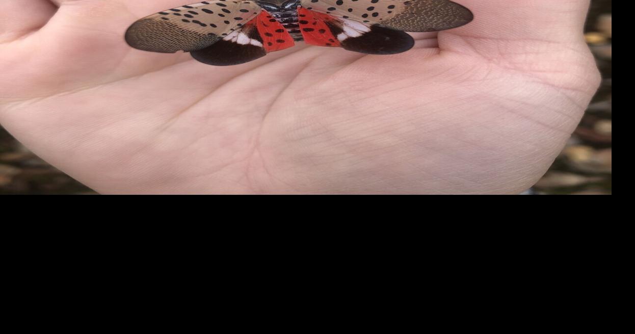 NATURE NOTES: Spotted Lantern Fly | Brazos Living | thefacts.com