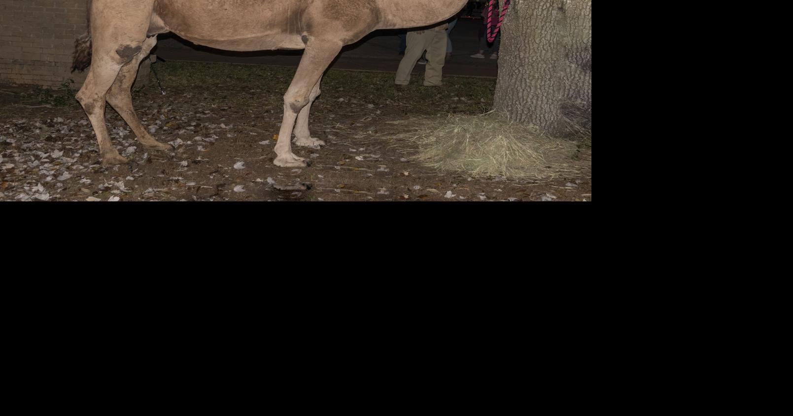 WHERE TEXAS BEGAN: Yes, Virginia, there were camels in Texas 100 years ...