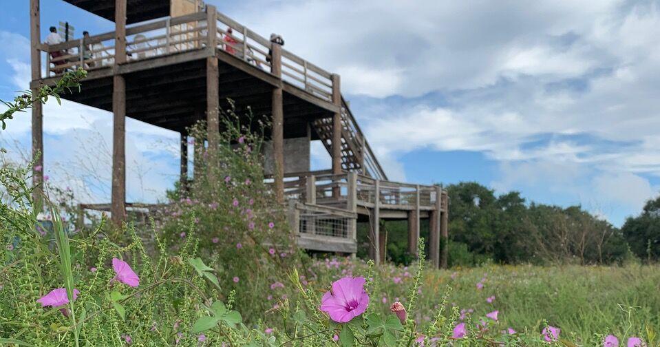 NATURE NOTES: Smith Point Hawk Watch: A Front Row Seat to Migration ...