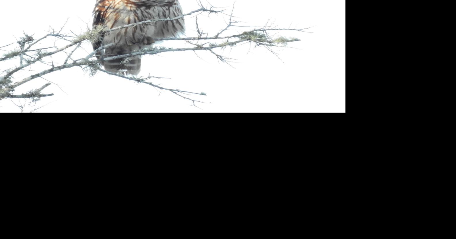 NATURE NOTES: Barred Owls: Who Cooks For You? | Brazos Living ...