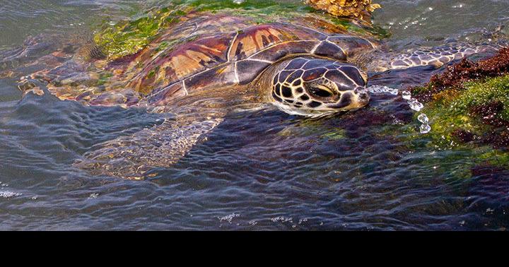 NATURE NOTES: Texas Turtles | Brazos Living | thefacts.com