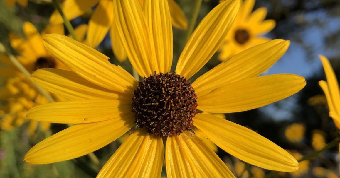 NATURE NOTES: Native plants aren't for everyone, but can be fun ...