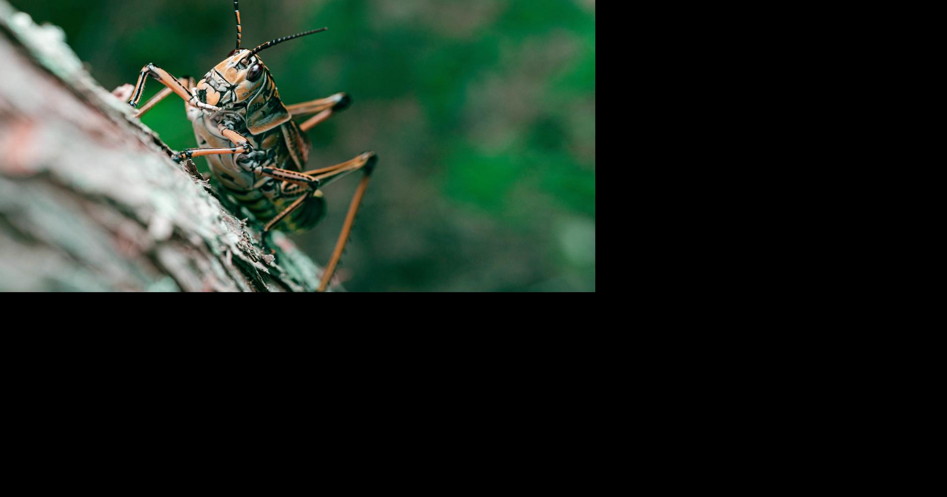 NATURE NOTES: A grasshopper is not just another ordinary bug | Brazos ...