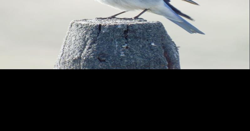 Nature Notes: Bluebirds of Texas | News | thefacts.com