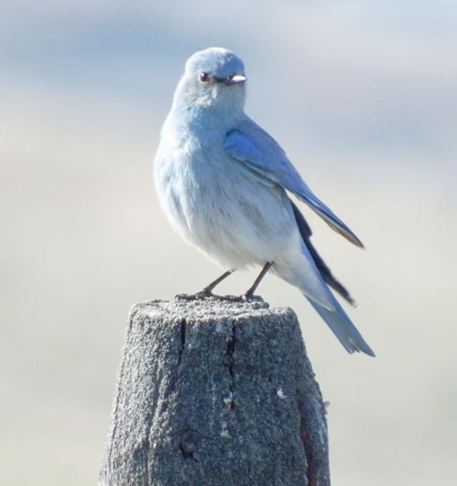 Nature Notes: Bluebirds of Texas | News | thefacts.com