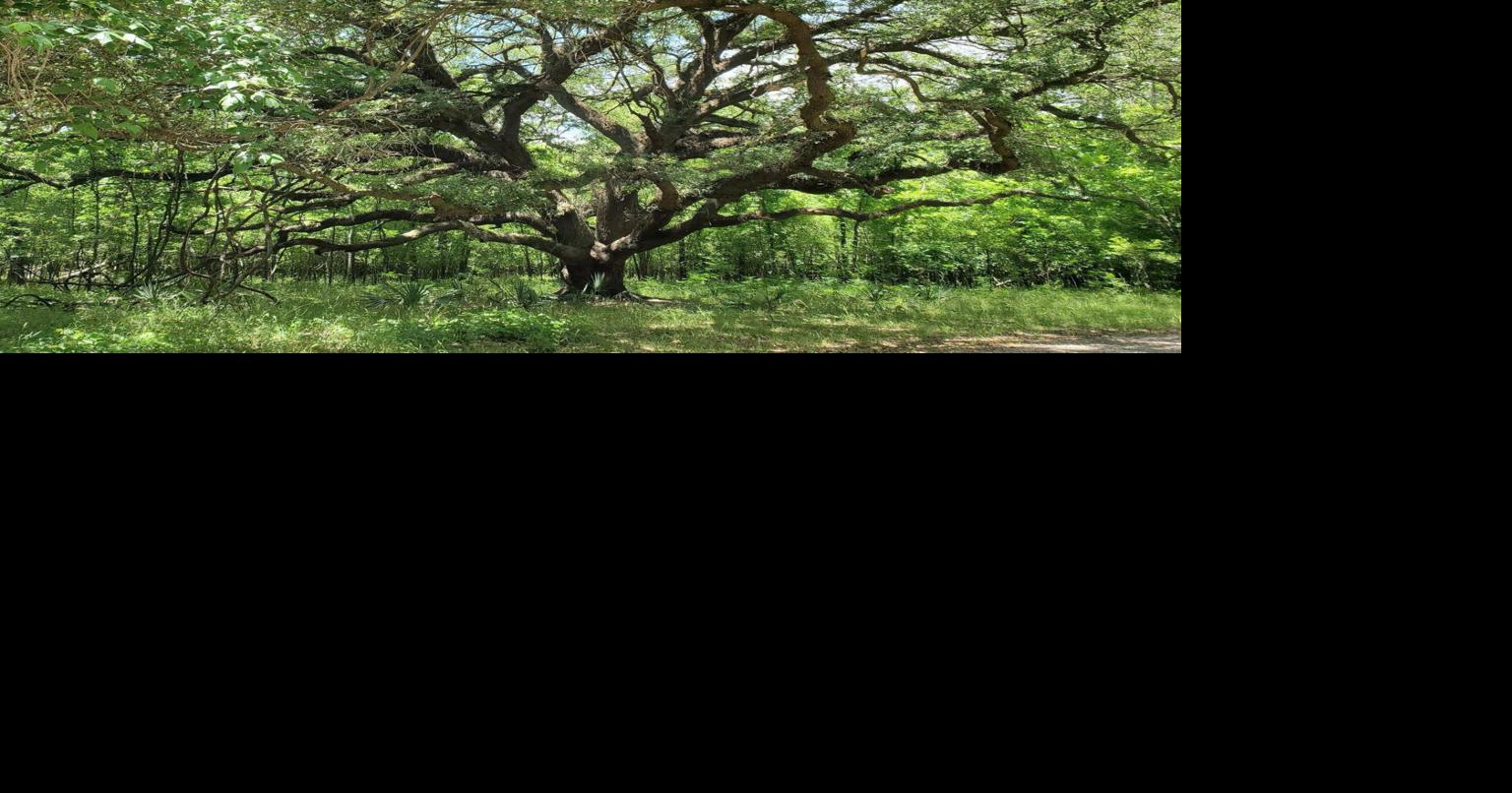 NATURE NOTES: Coastal Oak Mottes Provide Shelter and Food for Birds ...