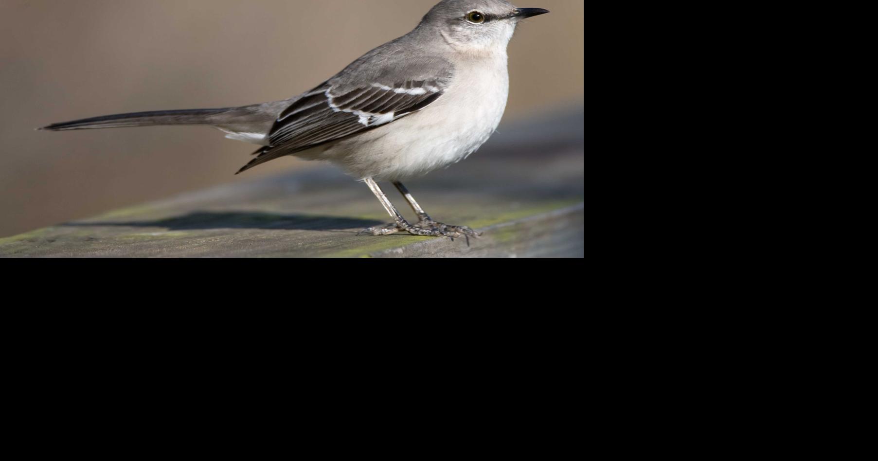 NATURE NOTES: Northern mockingbird represents Texas | Brazos Living ...