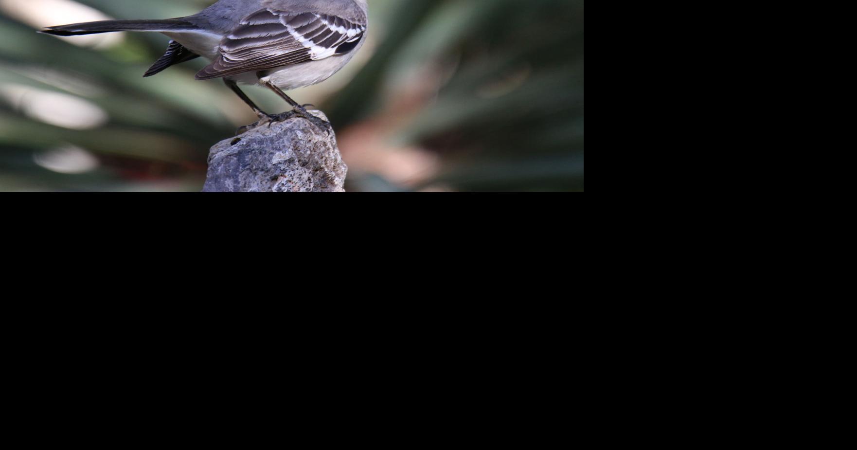 NATURE NOTES: Creatures benefit from mimicry | Columns | thefacts.com