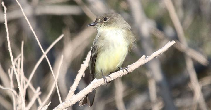 NATURE NOTES: Eastern phoebes prefer woody habitats | Brazos Living ...