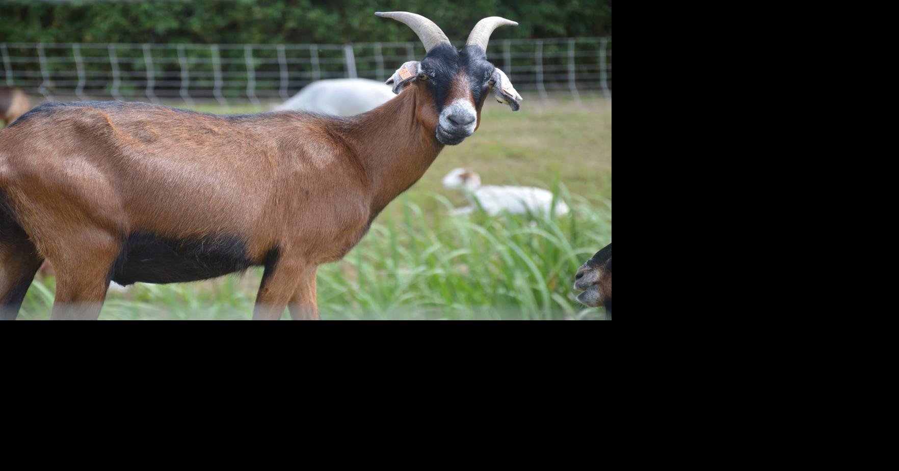 ACCLAIMS AND A SHAME: Clute's idea for mowing helps get it goats ...
