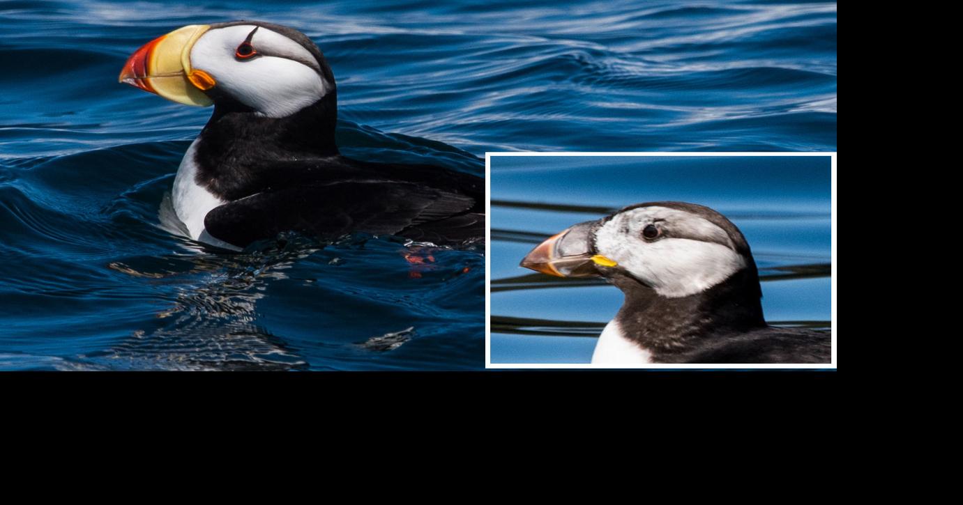 NATURE NOTES: The Curious Case of the Puffin Face | Brazos Living ...