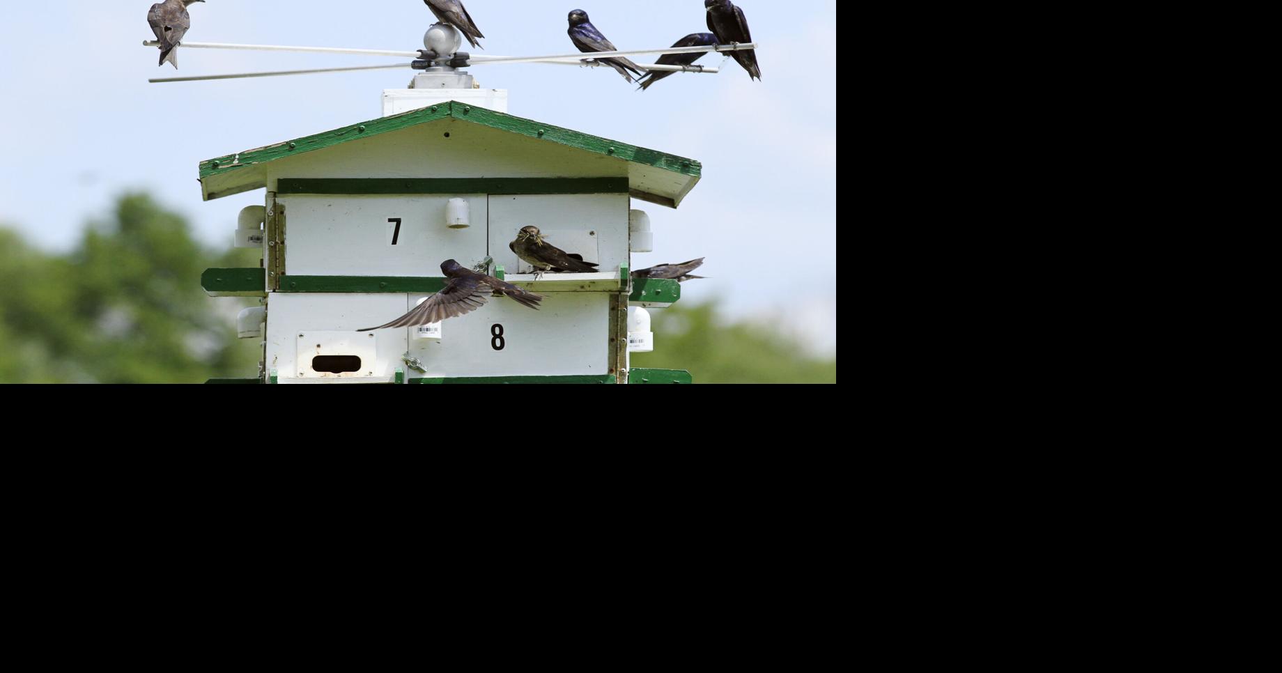 NATURE NOTES: Purple martins common but fascinating | Brazos Living ...