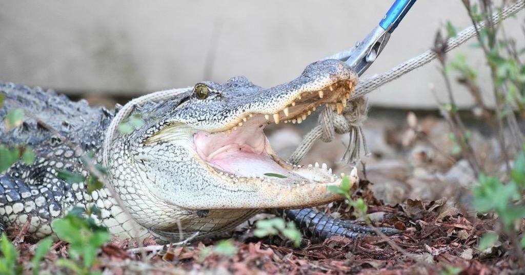 7-foot alligator removed from Angleton property | News | thefacts.com