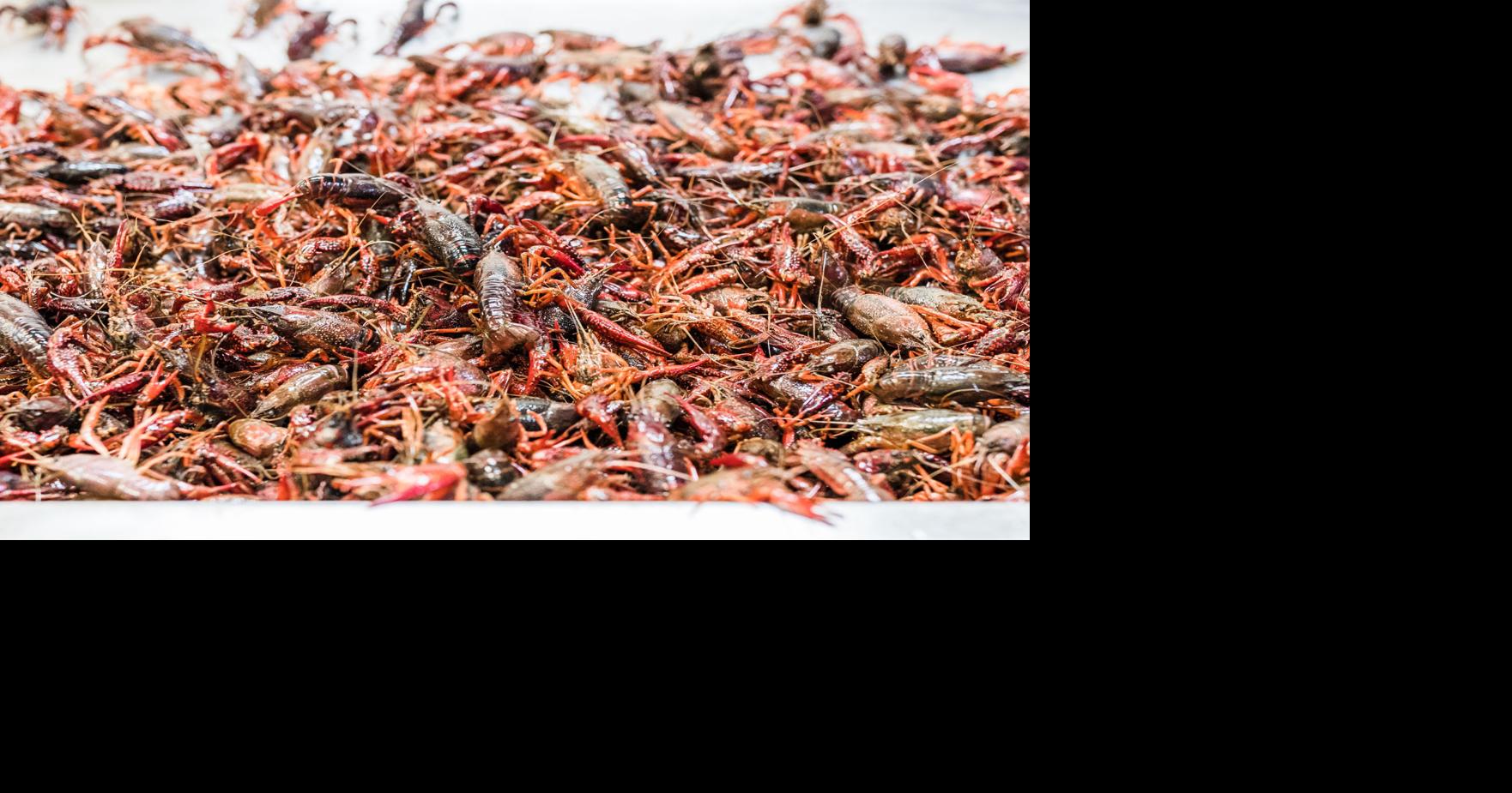 Surfside Beach’s annual crawfish cook-off returns | Brazos Living ...