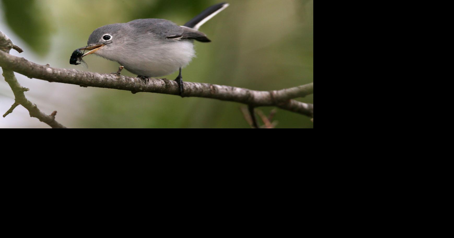 NATURE NOTES: Bird-friendly Gardens | Columns | thefacts.com