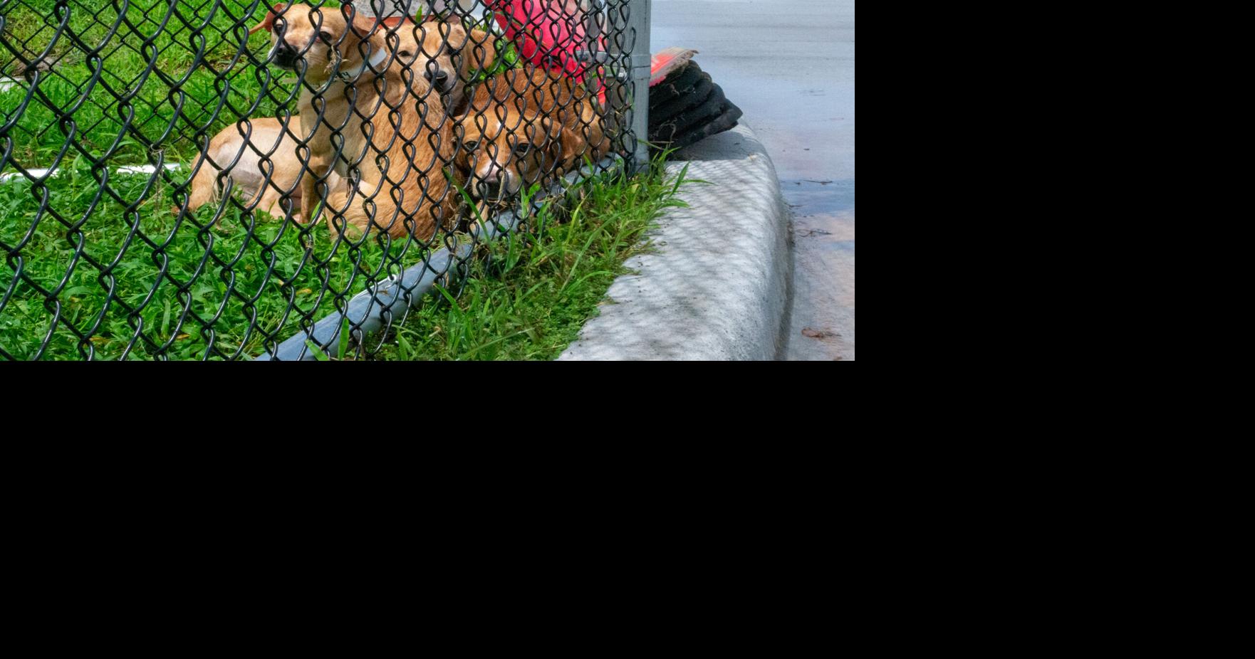 SPCA takes in 53 dogs, seeks fosters as shelter overloads on space ...
