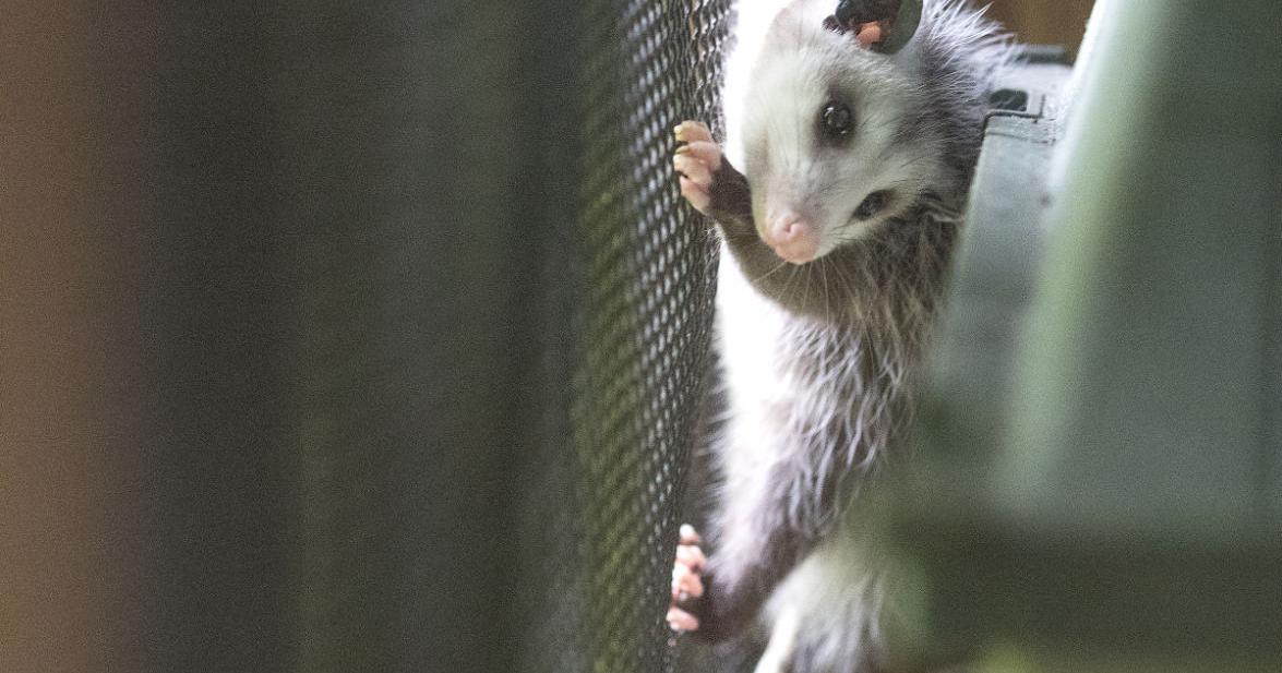 Gulf Coast Wildlife Rescue helps thousands of wild animals | Free Share ...