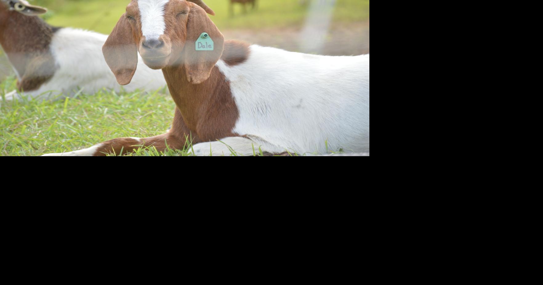 Goats will help Clute keep up with maintenance in ditches, parks | News ...