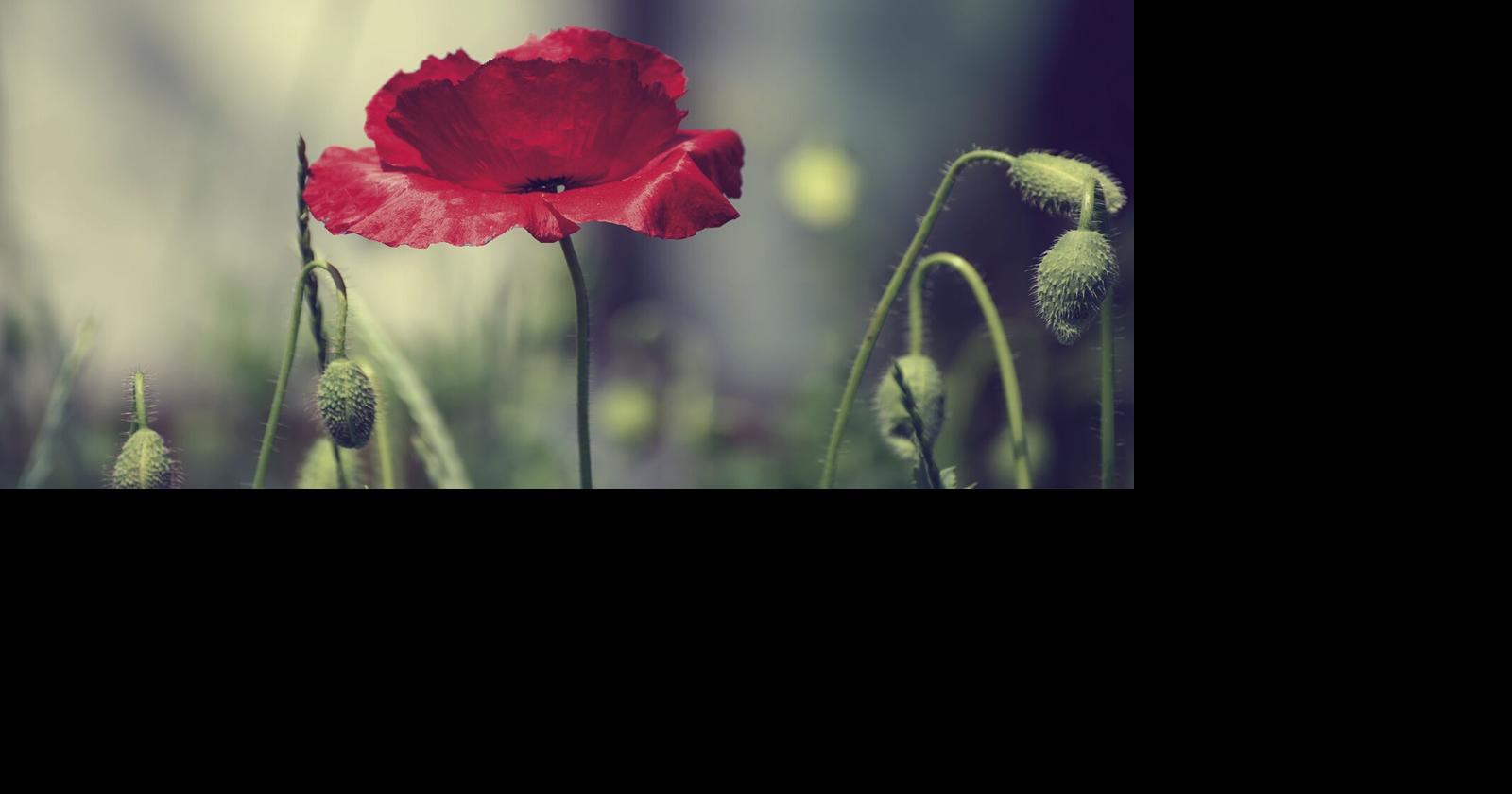 How the poppy became an iconic symbol | News | thefoothillsfocus.com