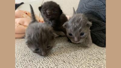 Kittens abandoned in Anthem neighborhood | Features | thefoothillsfocus.com