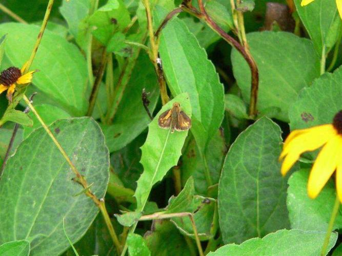 Johnson County Butterfly Count, 23 July | Environmental News, Nature ...