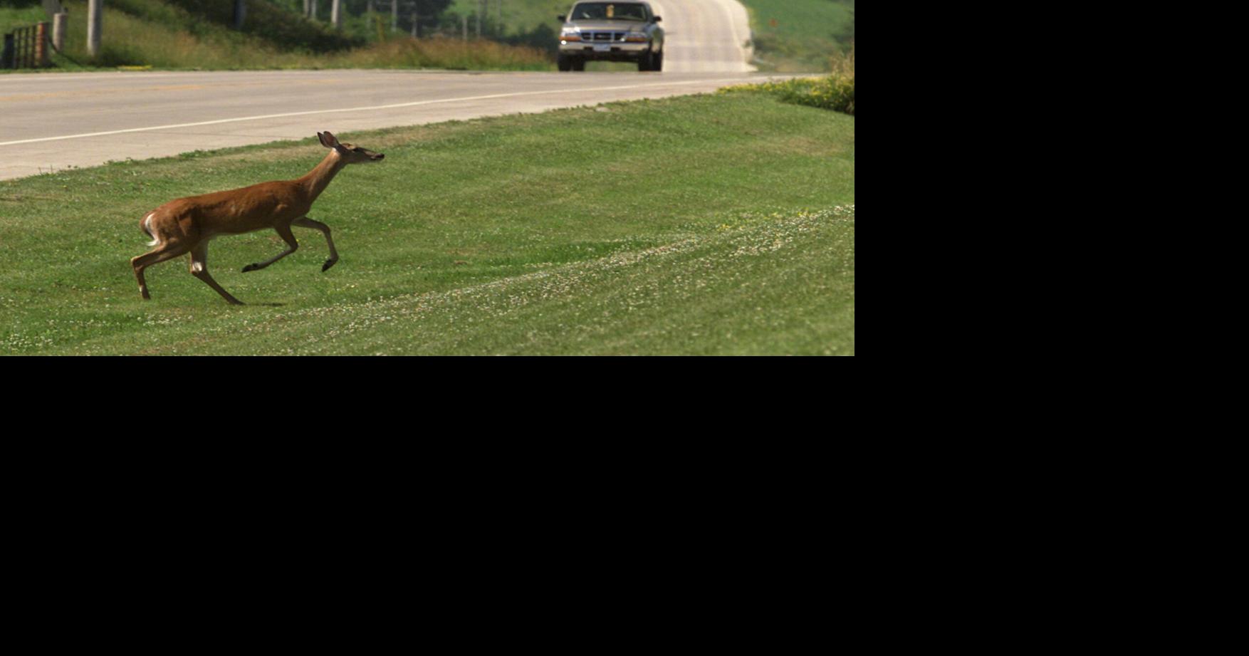 DNR anticipates ‘significant rise’ in fatal deer disease as hunting ...