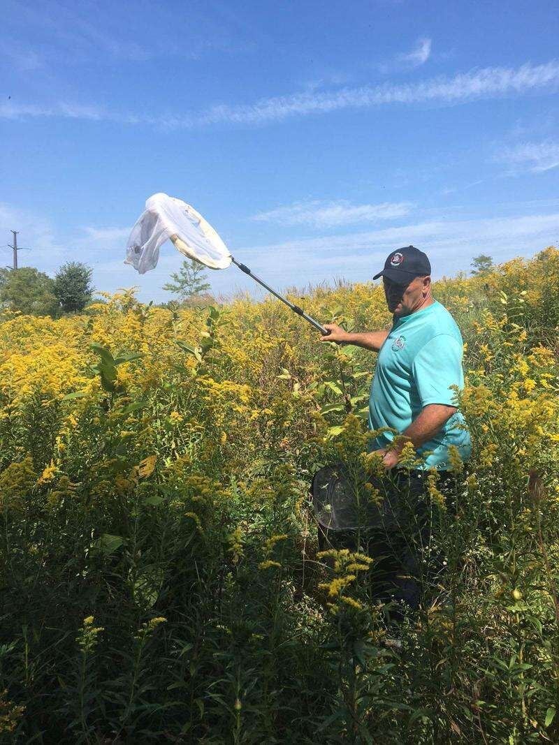 Monarch’s long journey to hibernation can be deadly | Environmental ...
