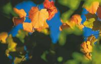 The leaves are starting to show signs of autumn. Here’s why they change ...
