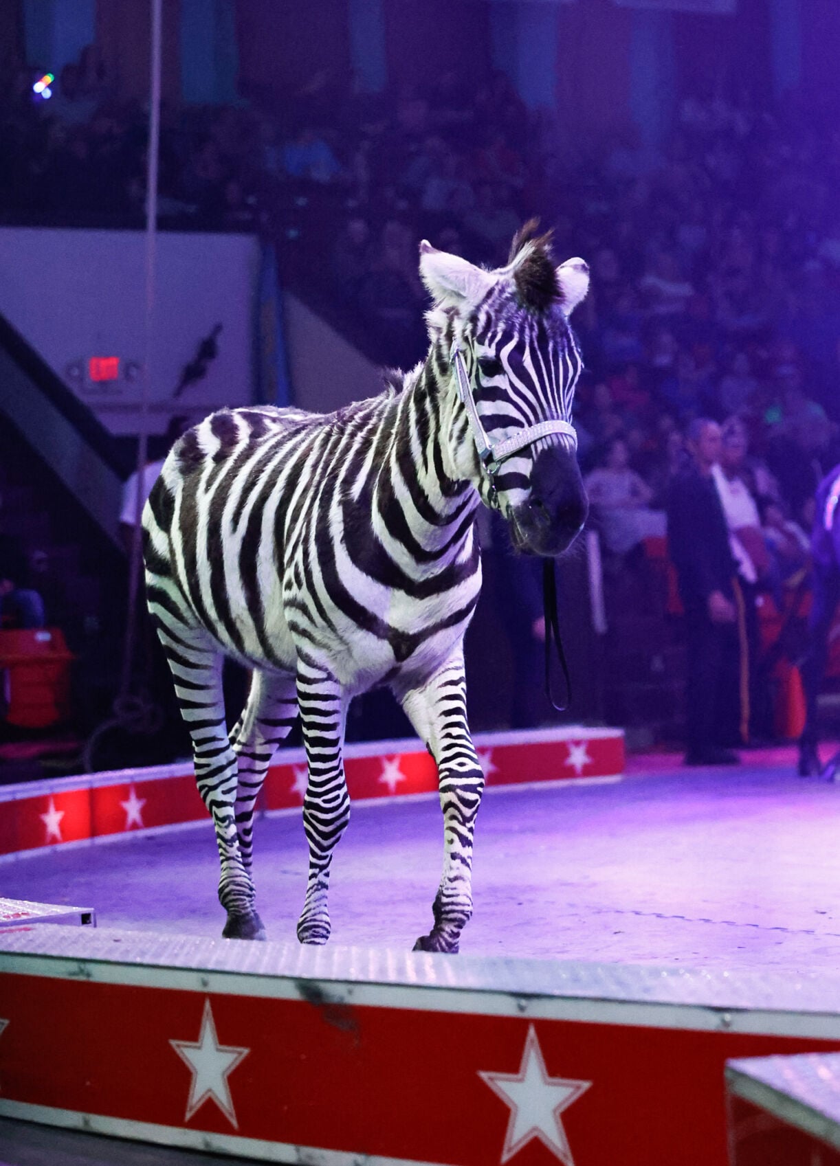 Thrills and excitement return in Carden Circus Spectacular ...