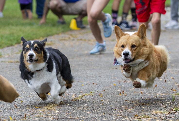 Corridor Corgi Racing | Gazette Photos | thegazette.com