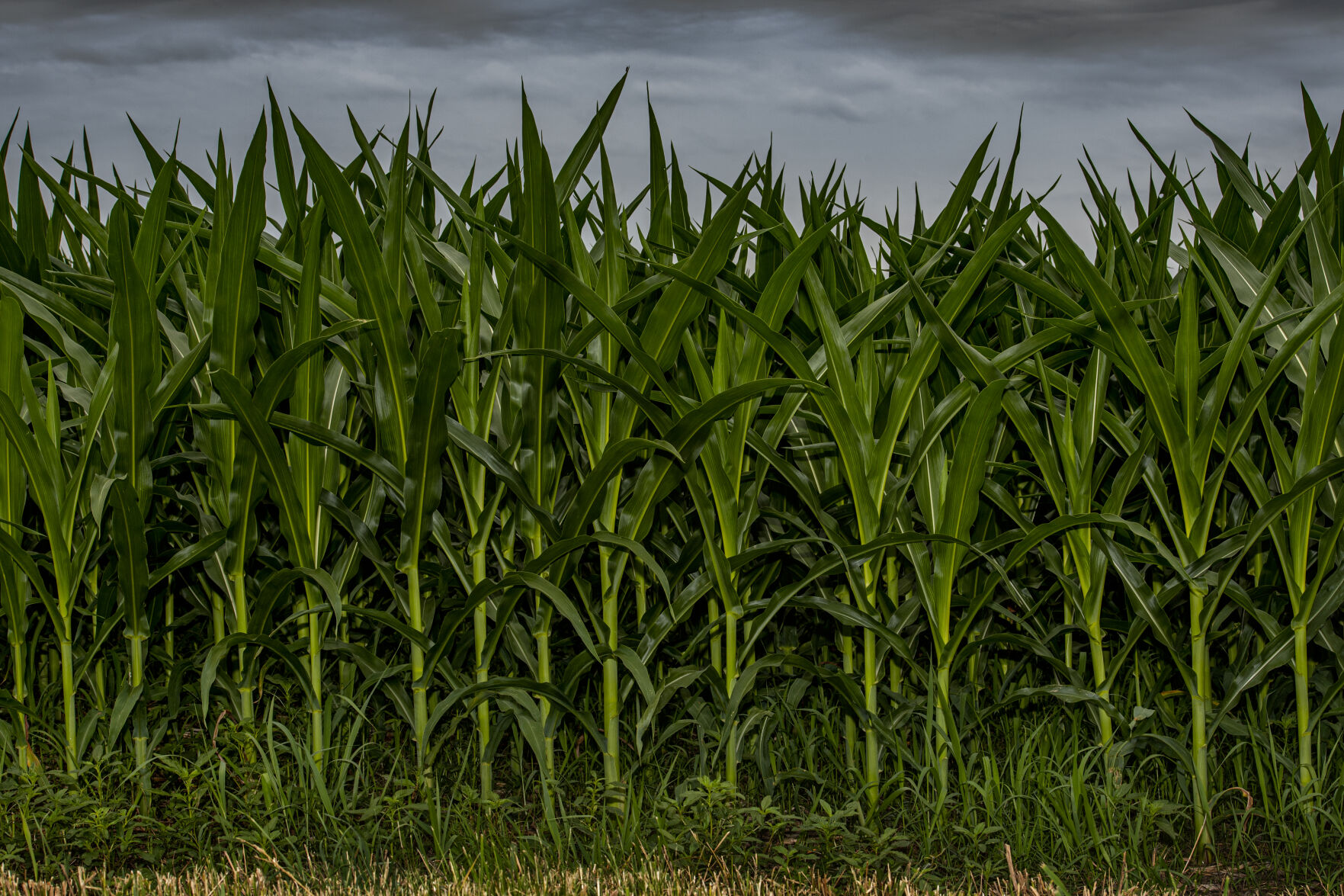 Iowa corn yield growth likely to slow by 2030 without urgent focus on ...