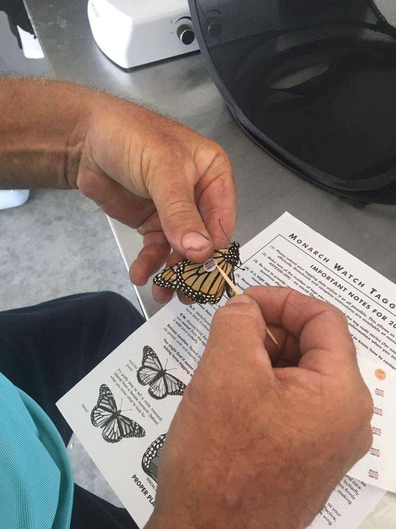 Monarch’s long journey to hibernation can be deadly | Environmental ...