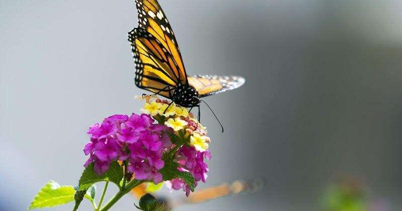 From the Ground Up: Gardening for butterflies | Lifestyles | thegazette.com