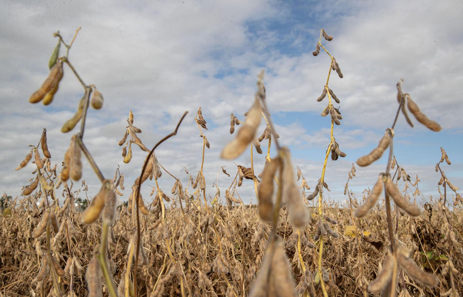 ‘Everything, everywhere, all at once’: Tariffs, costs and disease ...