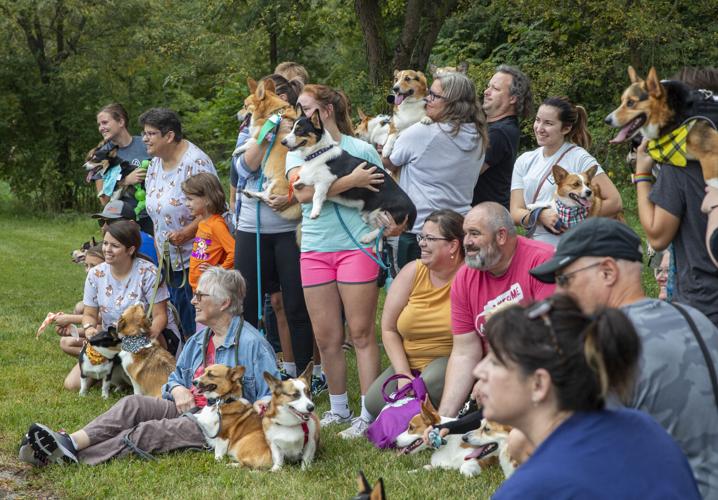 Corridor Corgi Racing | Gazette Photos | thegazette.com