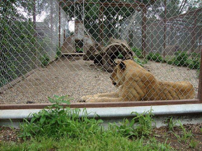 Animal rights group wants Cricket Hollow Zoo to give up lions | News ...