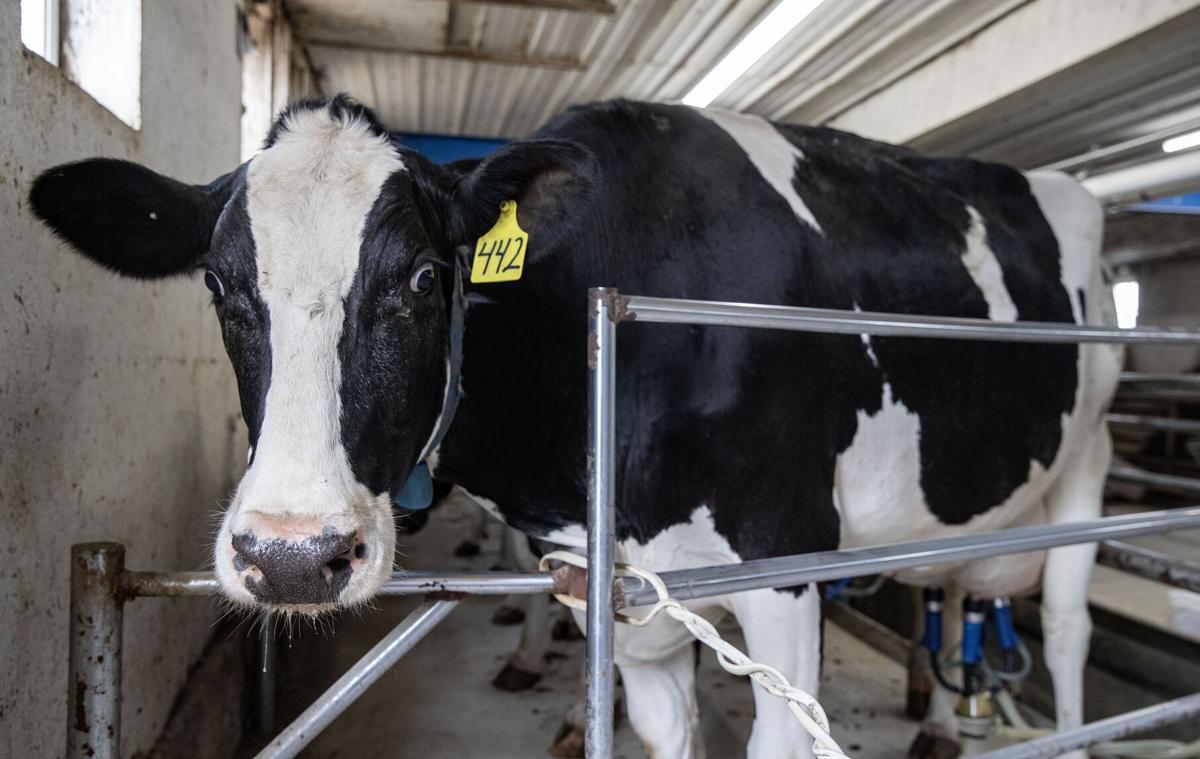 Area dairy farms get nearly $400K | Food & Drink | thegazette.com