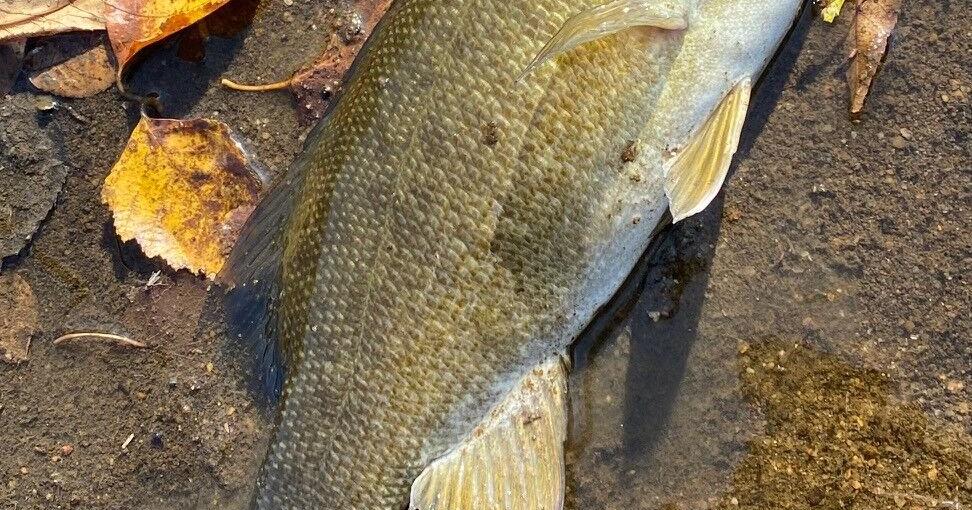 Golden age of the smallmouth bass | Environmental News, Nature News ...