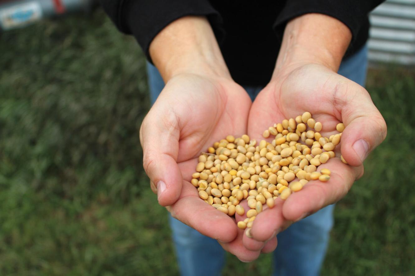 Iowa soybeans blooming, corn silking behind schedule | News ...