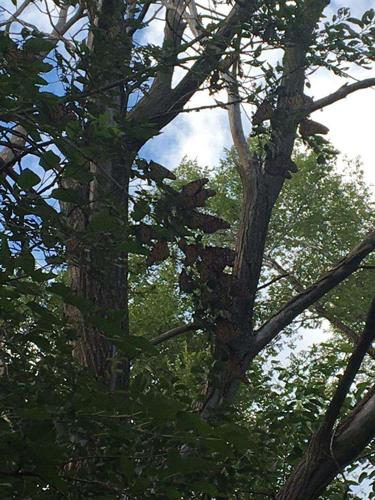 Monarch’s long journey to hibernation can be deadly | Environmental ...