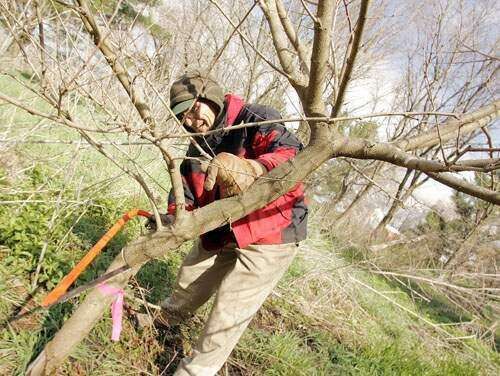 Volunteers help clean-up historic site's prairie | Environmental News ...