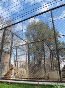 Public safety comes first for exotic animal zoo in Manchester | News ...