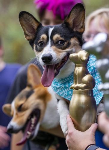Corridor Corgi Racing | Gazette Photos | thegazette.com