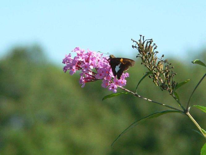 Johnson County Butterfly Count, 23 July | Environmental News, Nature ...