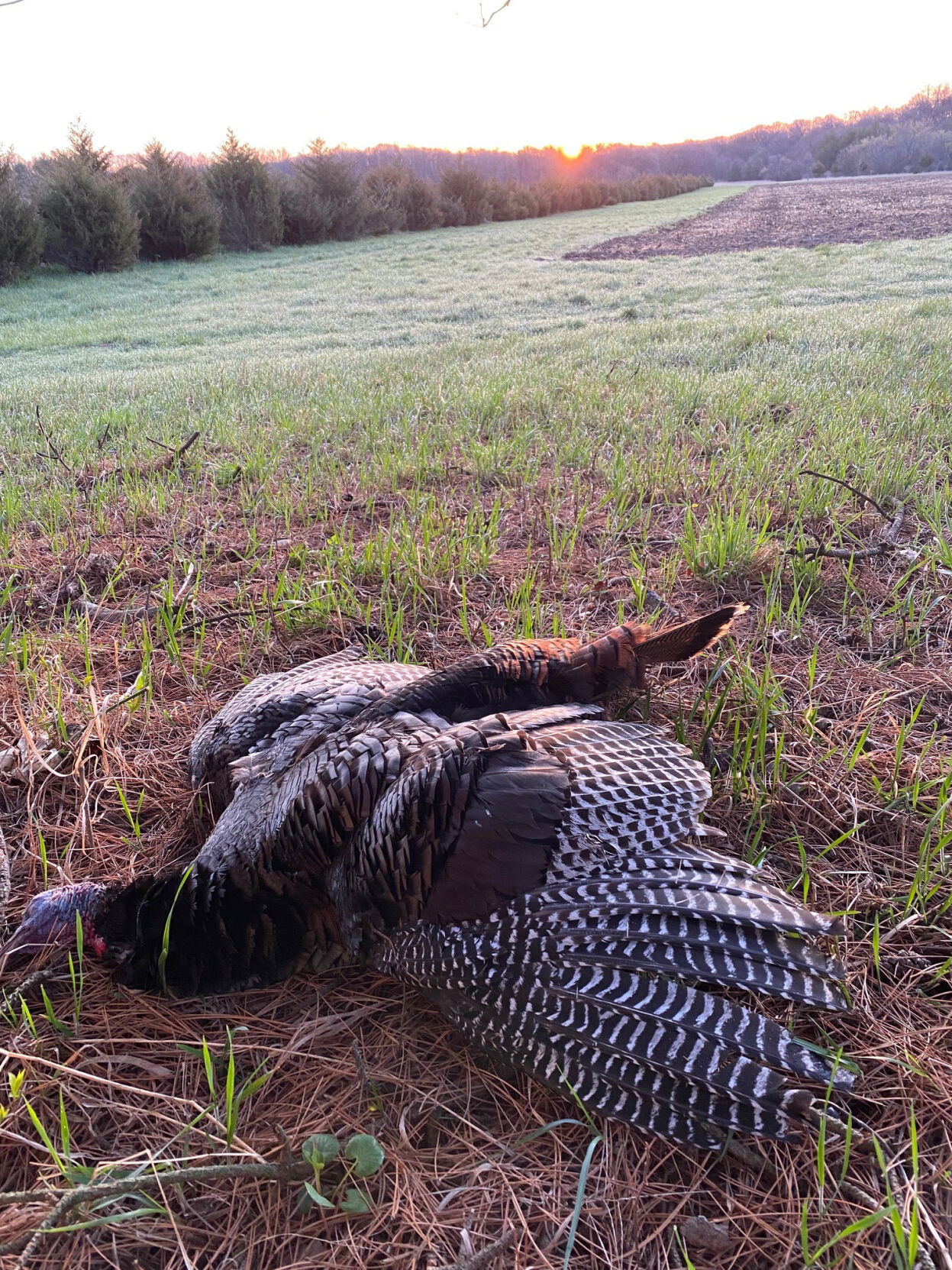 Initial turkey hunt fills all the senses | Environmental News, Nature ...