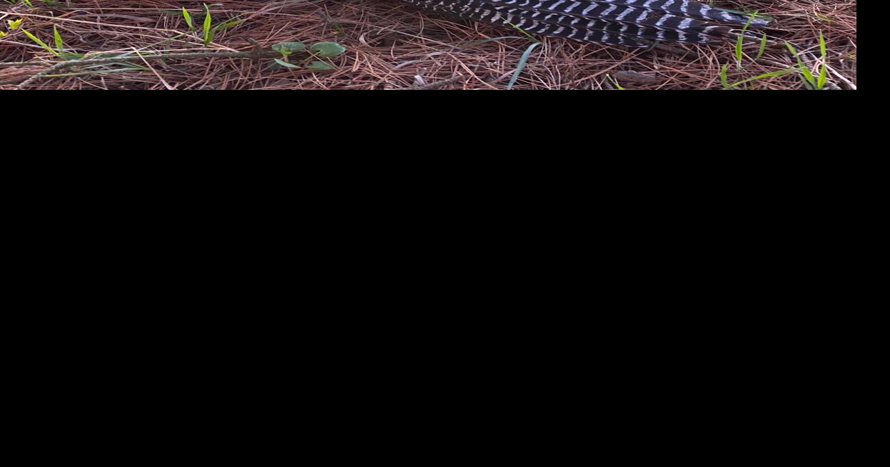 Initial turkey hunt fills all the senses | Environmental News, Nature ...