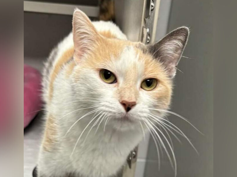 Pet of the Week: Meet Kesha | Local Government and Community News ...
