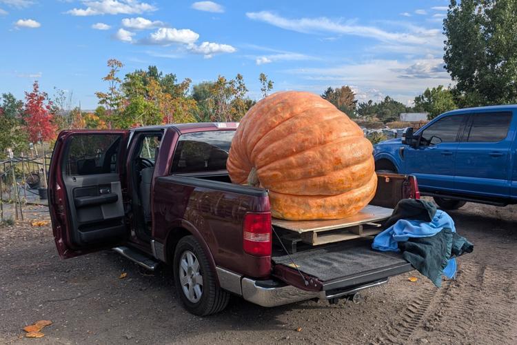 Colorado School of Mines senior grows a 1,500-pound pumpkin | News ...