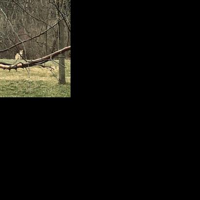 Two coywolves spotted in Georgetown