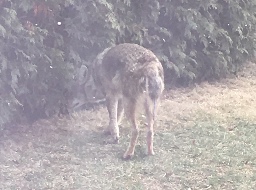 Two coywolves spotted in Georgetown